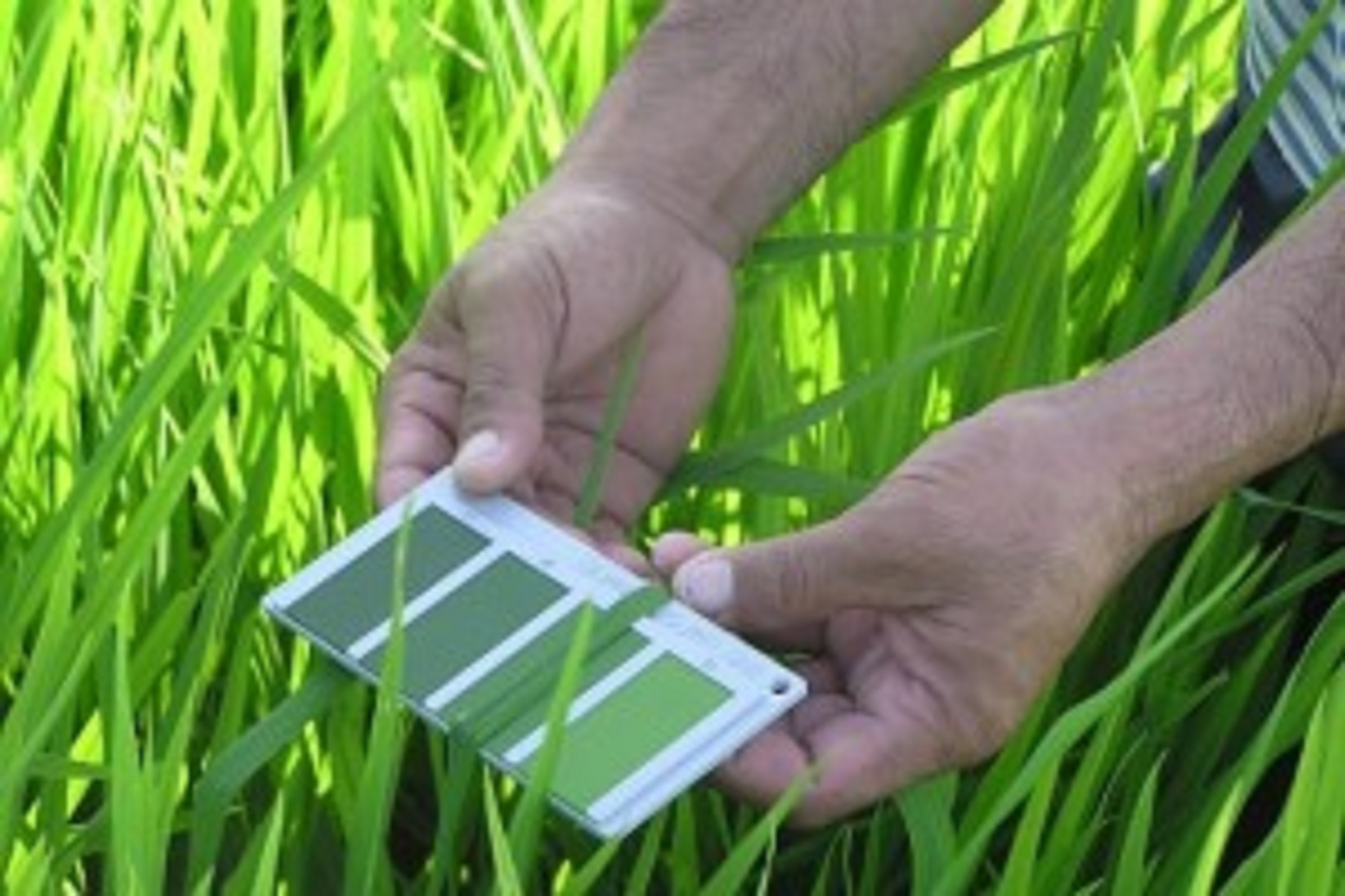 Philrice Urges Farmers To Ensure Sufficient Nutrients In Rice Crops