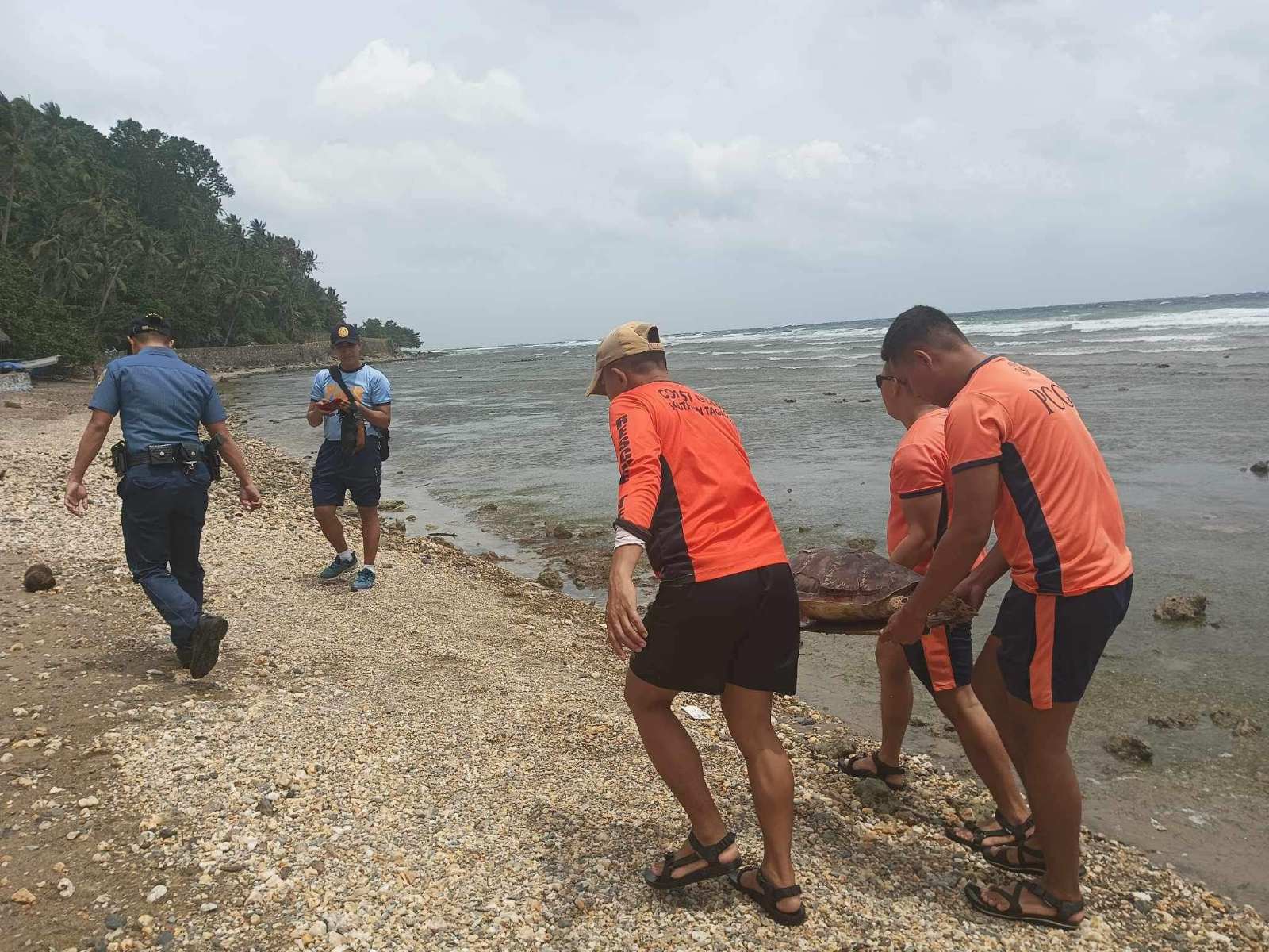 Pagkamatay ng mga pawikan sa Romblon, patuloy na sinusuri - Philippine ... Pagkamatay ng mga pawikan sa Romblon, patuloy na sinusuri - Philippine ...